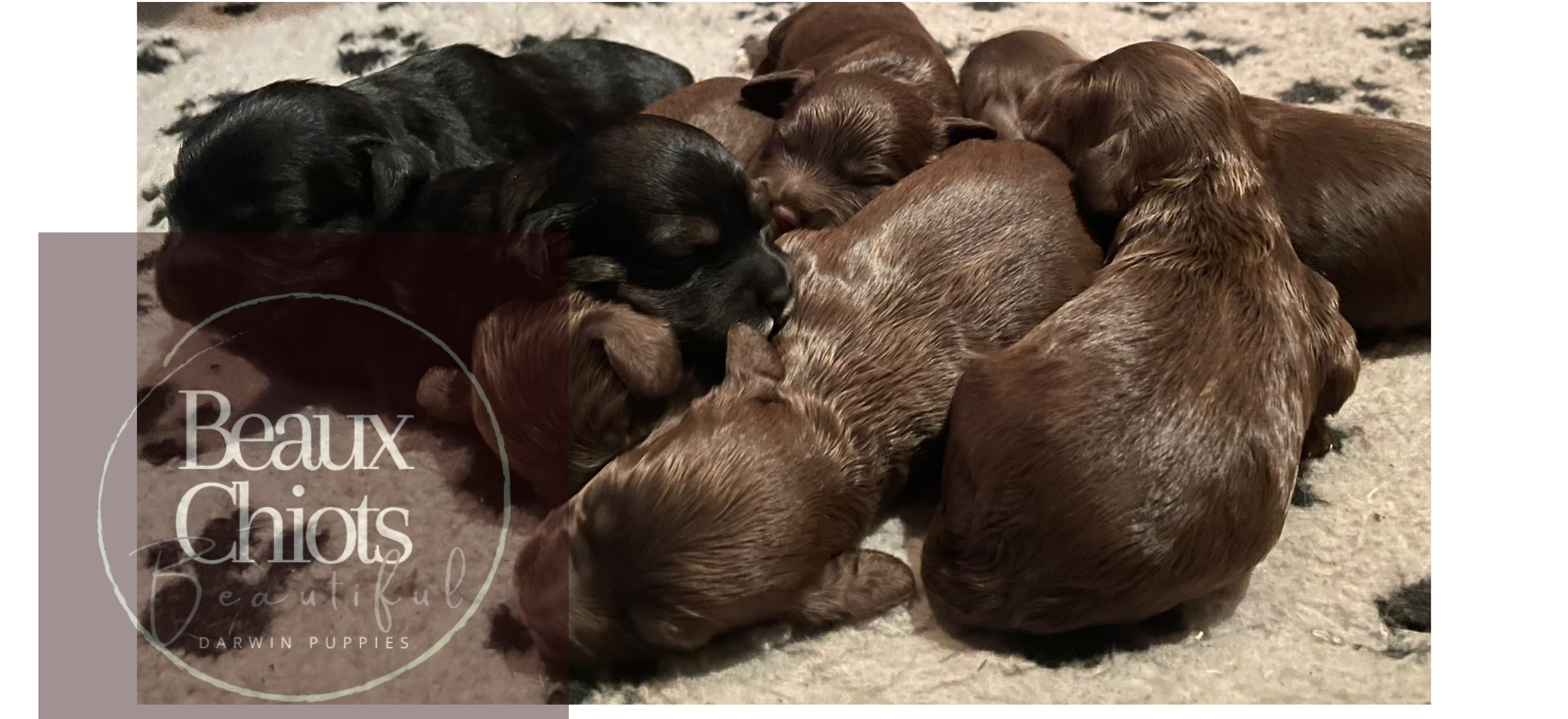 Chiots